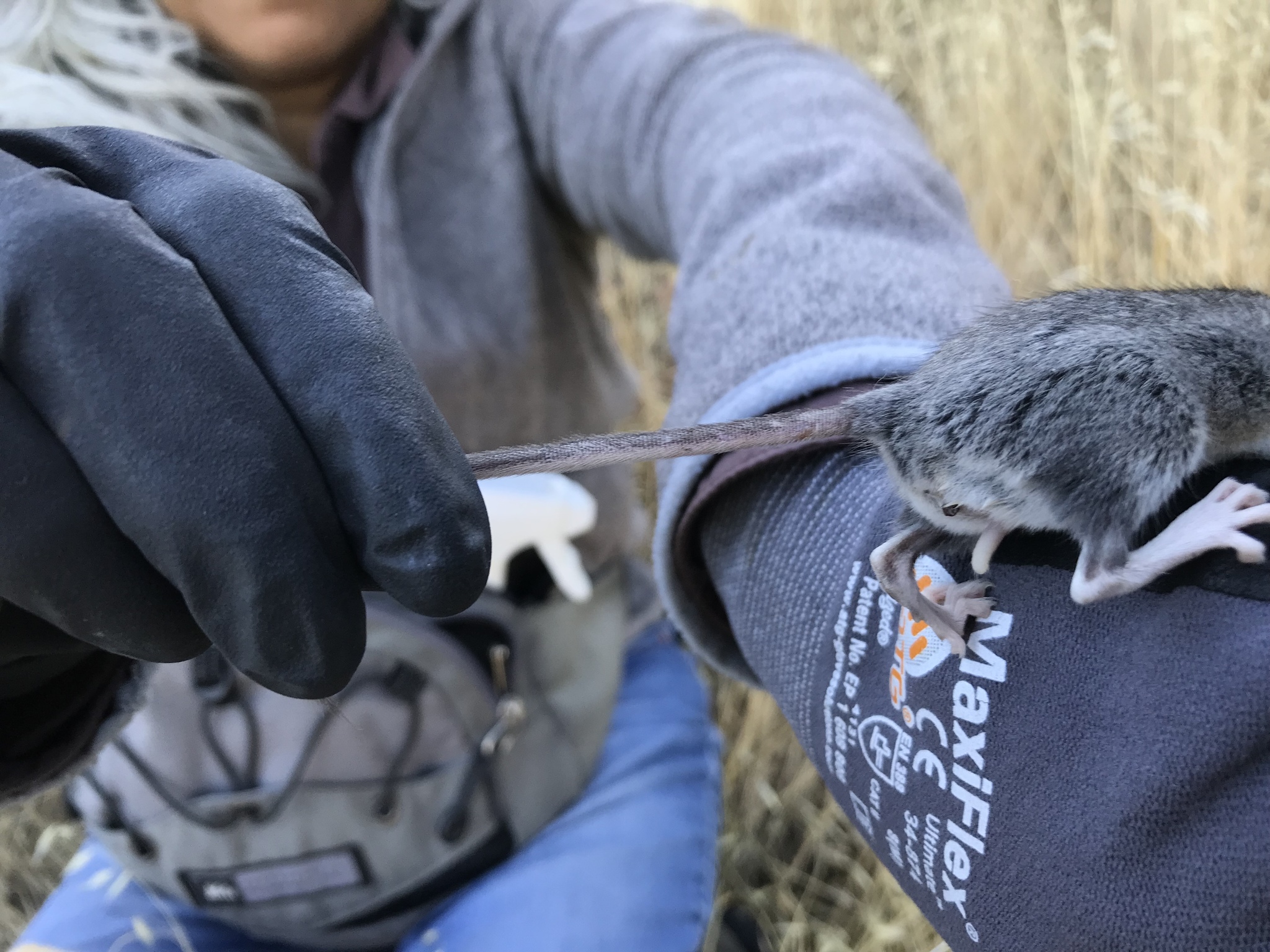 Peromyscus truei (Shufeldt, 1885)