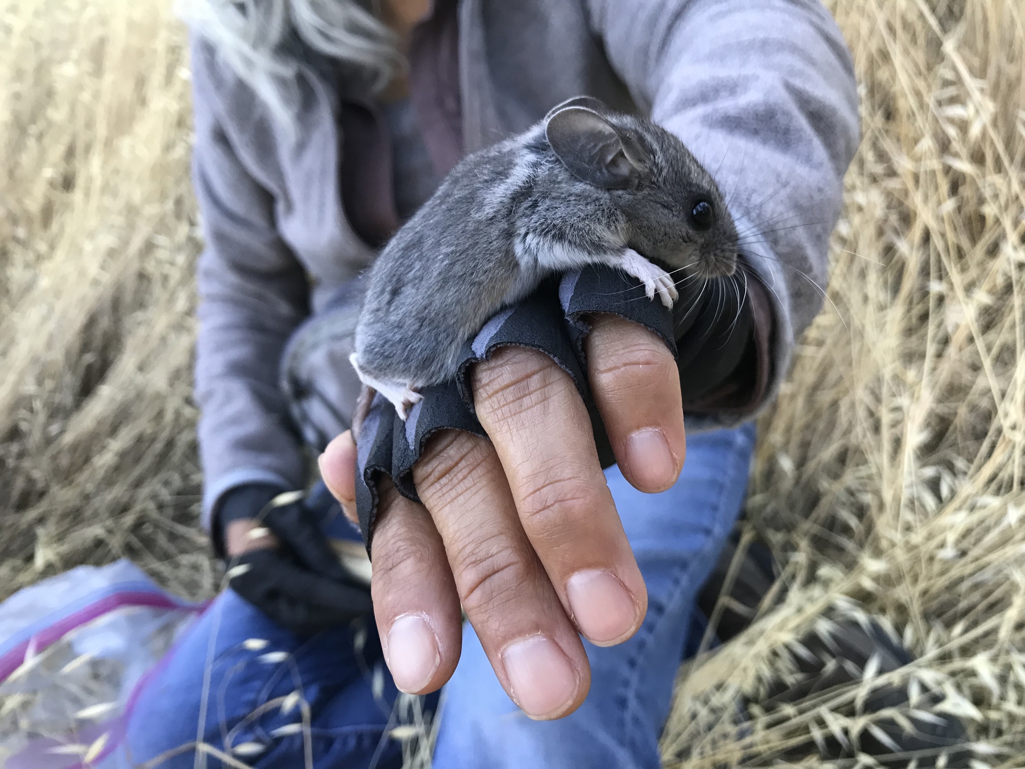 Peromyscus truei (Shufeldt, 1885)