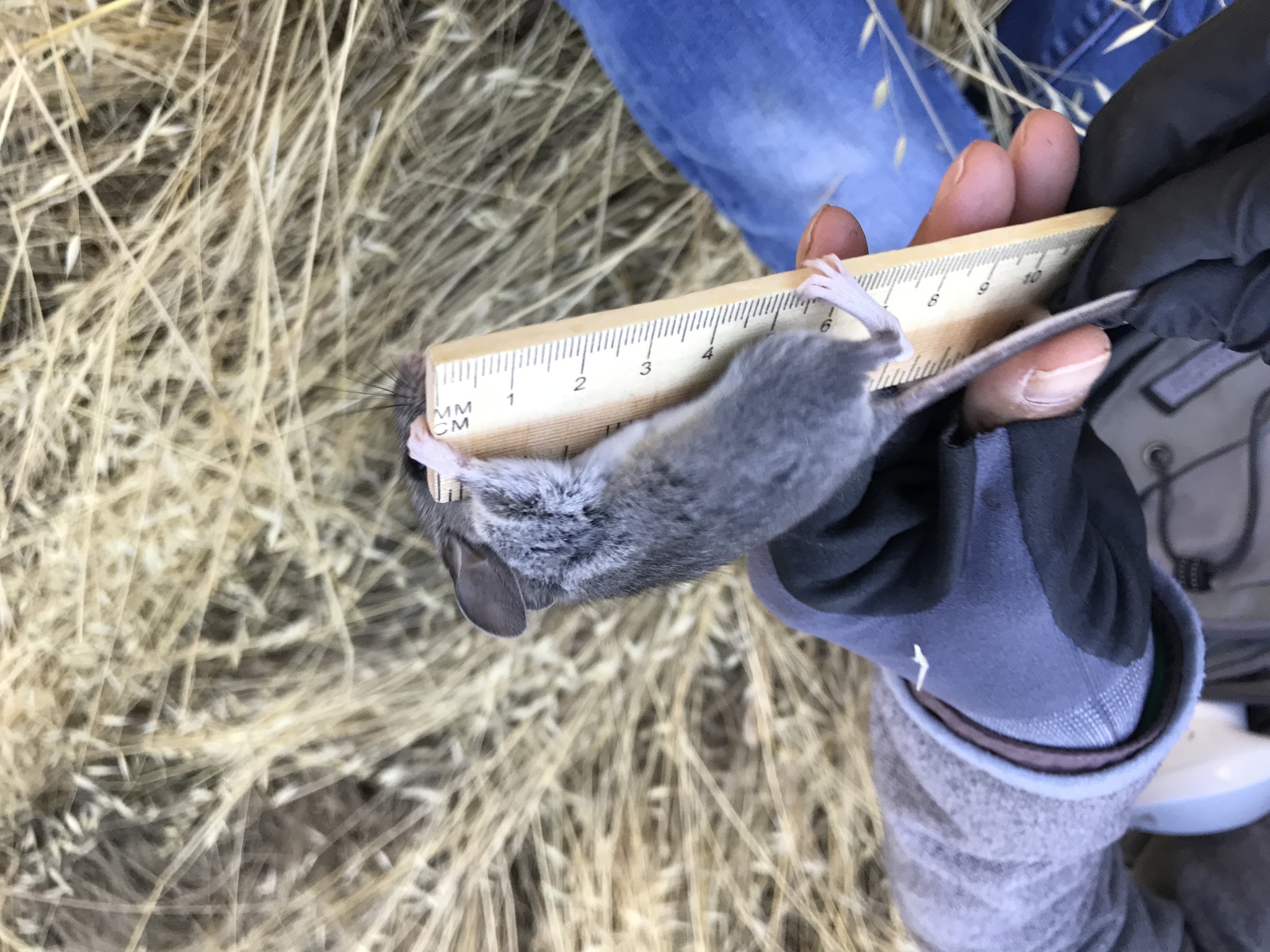 Peromyscus truei (Shufeldt, 1885)