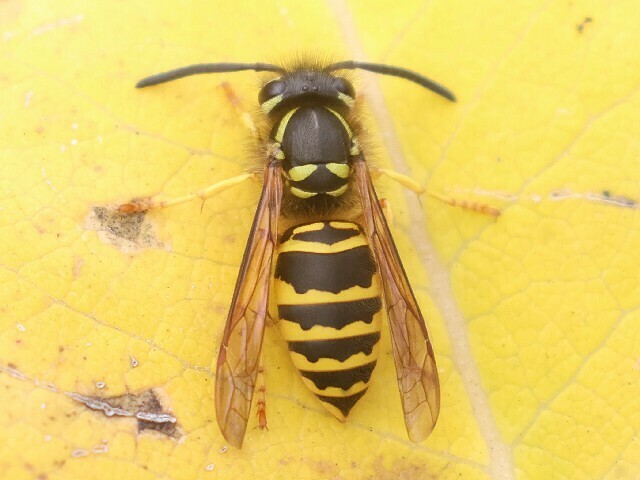 Eastern Yellowjacket from Oakland Lake Wildflower Meadow, Bayside ...