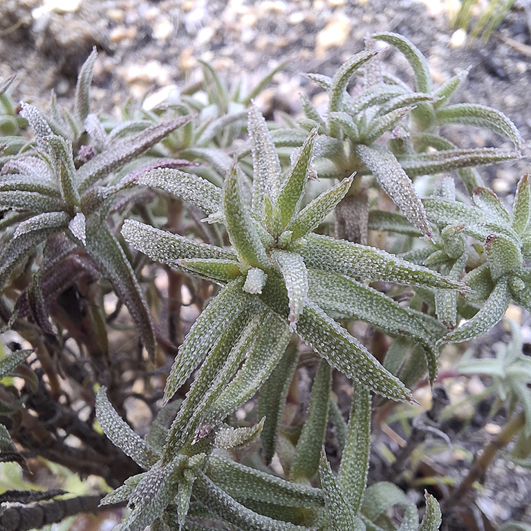 Frosted Stonecrop from Signal Hill, Cape Town, 8001, South Africa on ...
