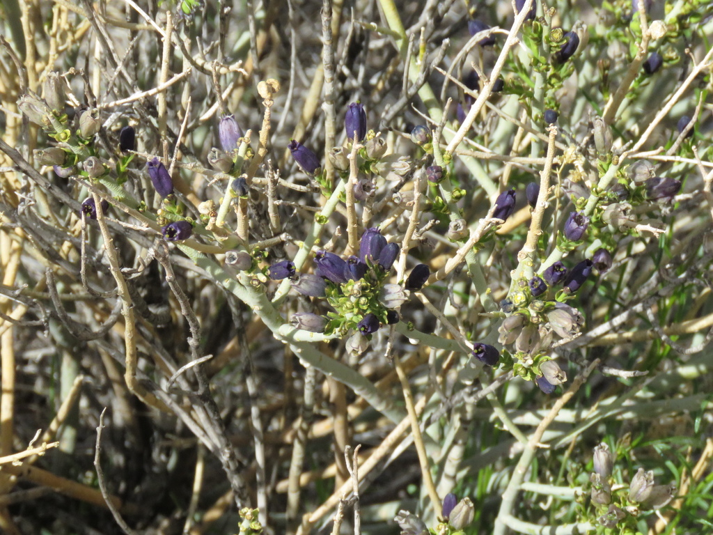 Turpentine Broom from Inyo County, CA, USA on April 8, 2019 at 05:53 PM ...