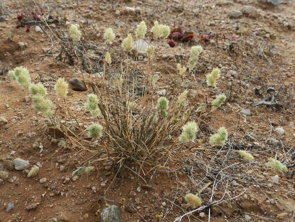 grasses from Karas Region, Namibia on September 23, 2024 at 08:44 AM by ...