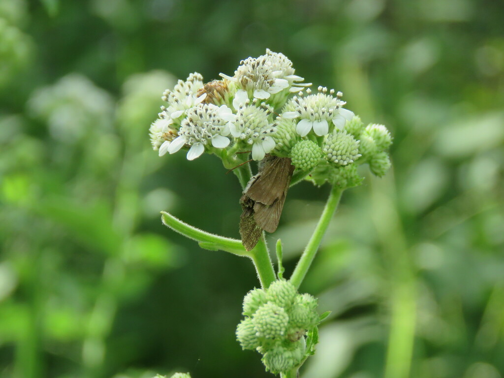 Purple-washed Skipper from Blue Bunting Lodge on October 1, 2024 at 10: ...