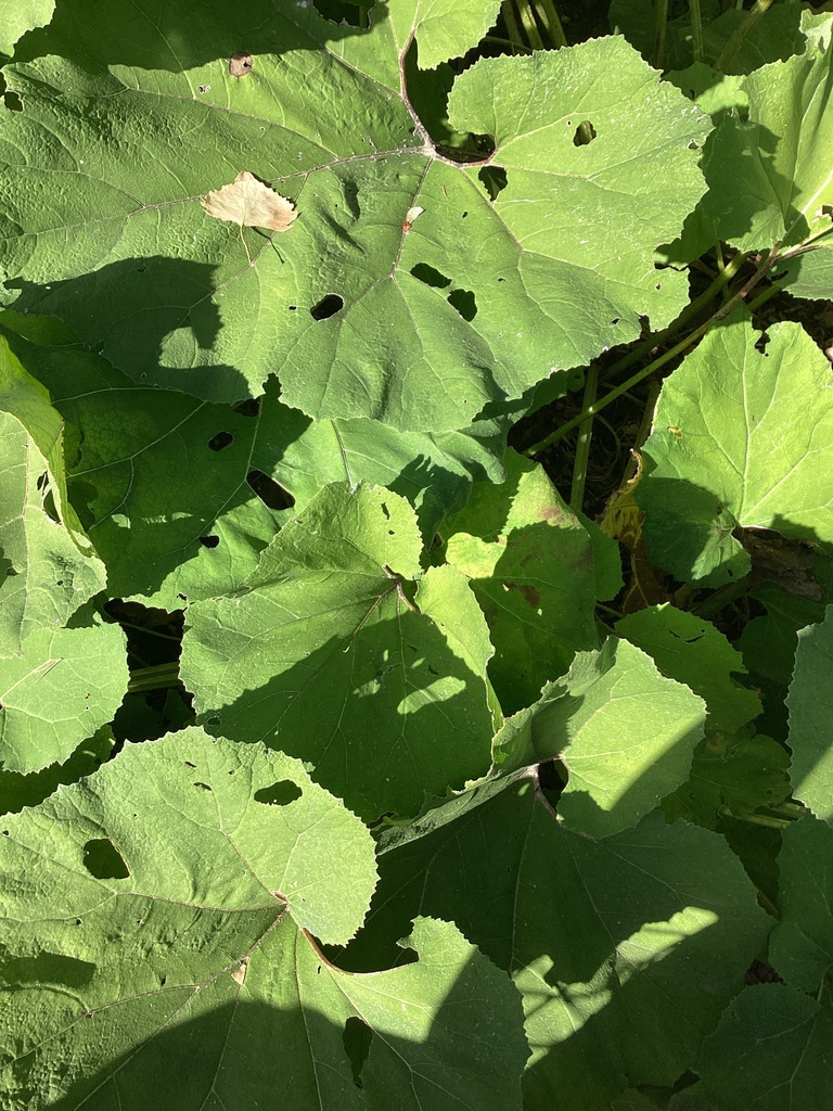 flowering plants from Denver Zoo Conservation Alliance, Denver, CO, US ...