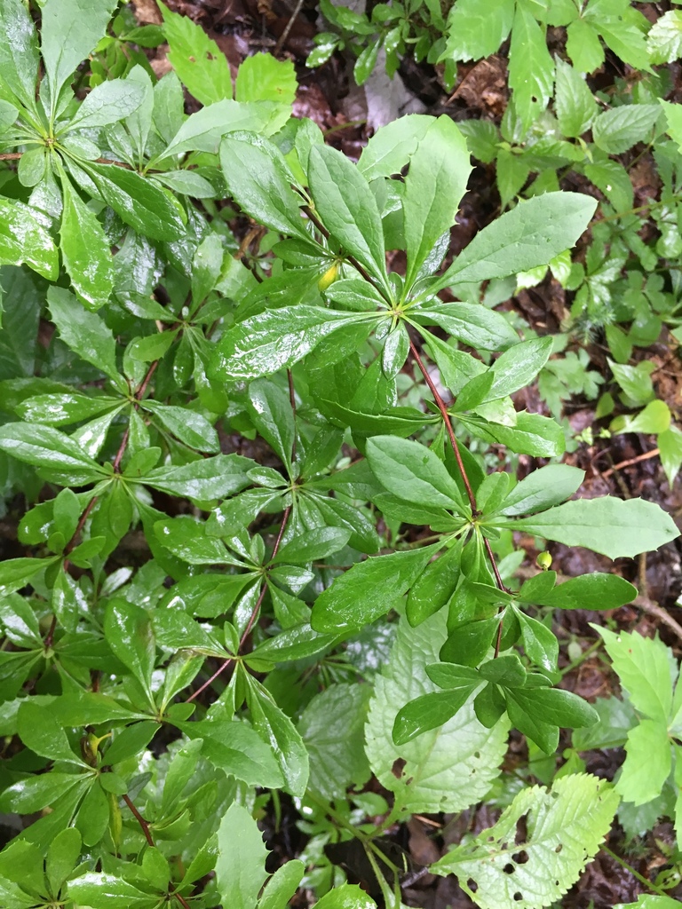 American barberry (Berberis canadensis) - Botanical Realm