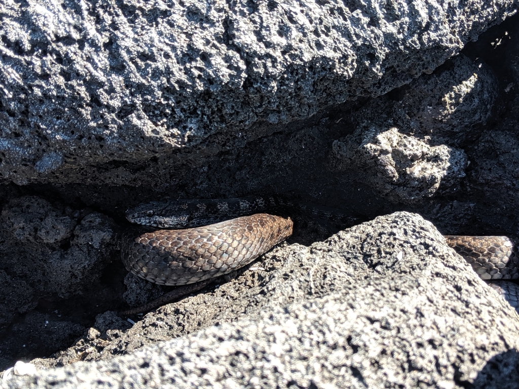 Fernandina Racer from South Pacific Ocean, Ecuador on June 28, 2019 at ...