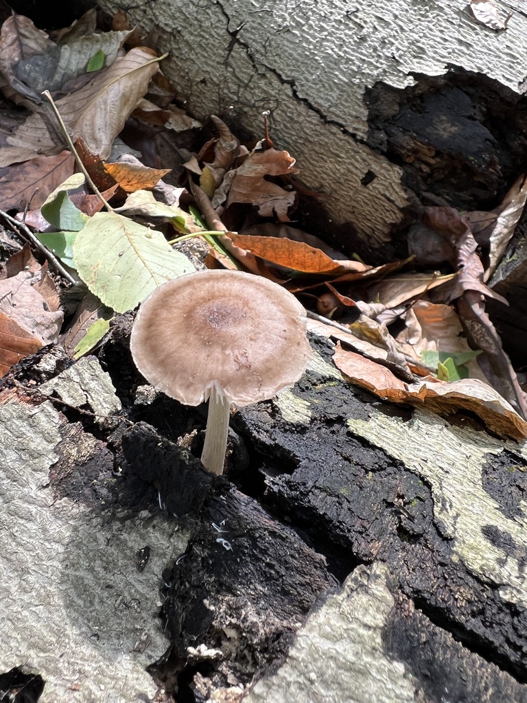 Pluteus hongoi from Albert Johnson Rd, Nashville, IN, US on October 01 ...