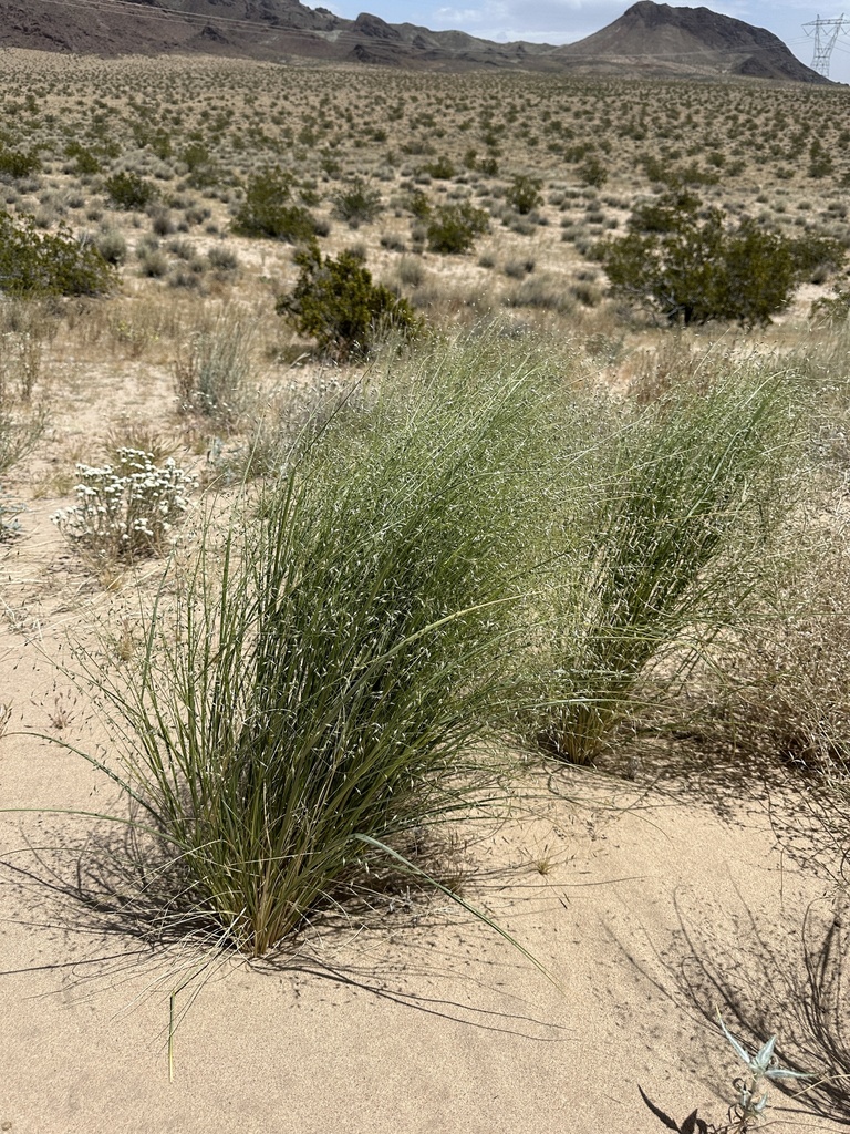 Sand Ricegrass from San Bernardino County, CA, USA on April 26, 2024 at ...