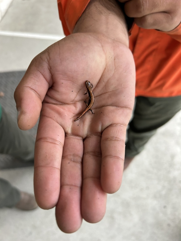 Western Red-backed Salamander from Goldstream Park, Langford, BC, CA on ...