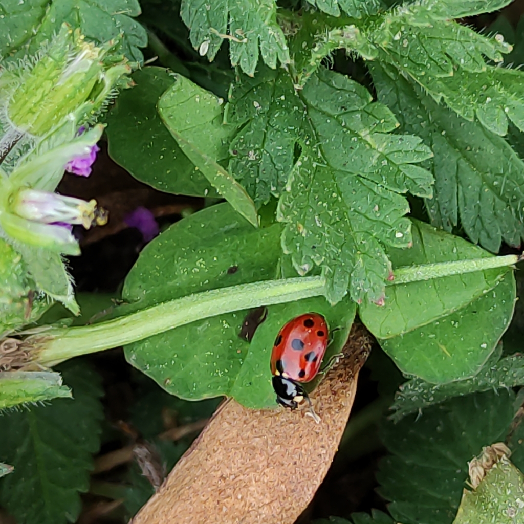 Eleven-spotted Ladybird Beetle from Hurunui, NZ-CA, NZ on September 29 ...