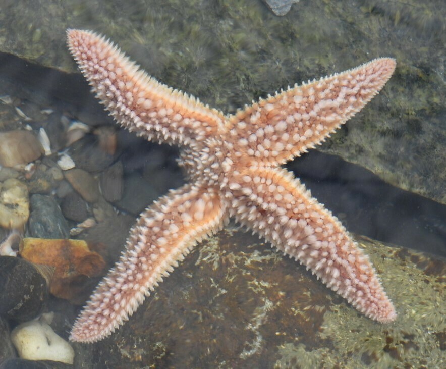 Common Sea Star from Hancock, Maine, United States on September 27 ...