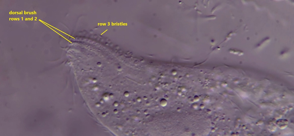 Spathidiida from Bridgehampton, NY 11932, USA on September 23, 2024 at ...