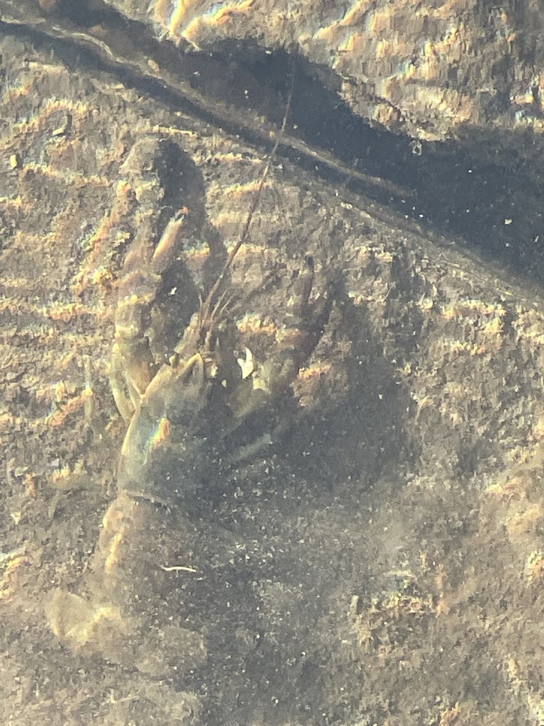 Rusty Crayfish from Kankakee River State Park, Kankakee, IL, US on ...