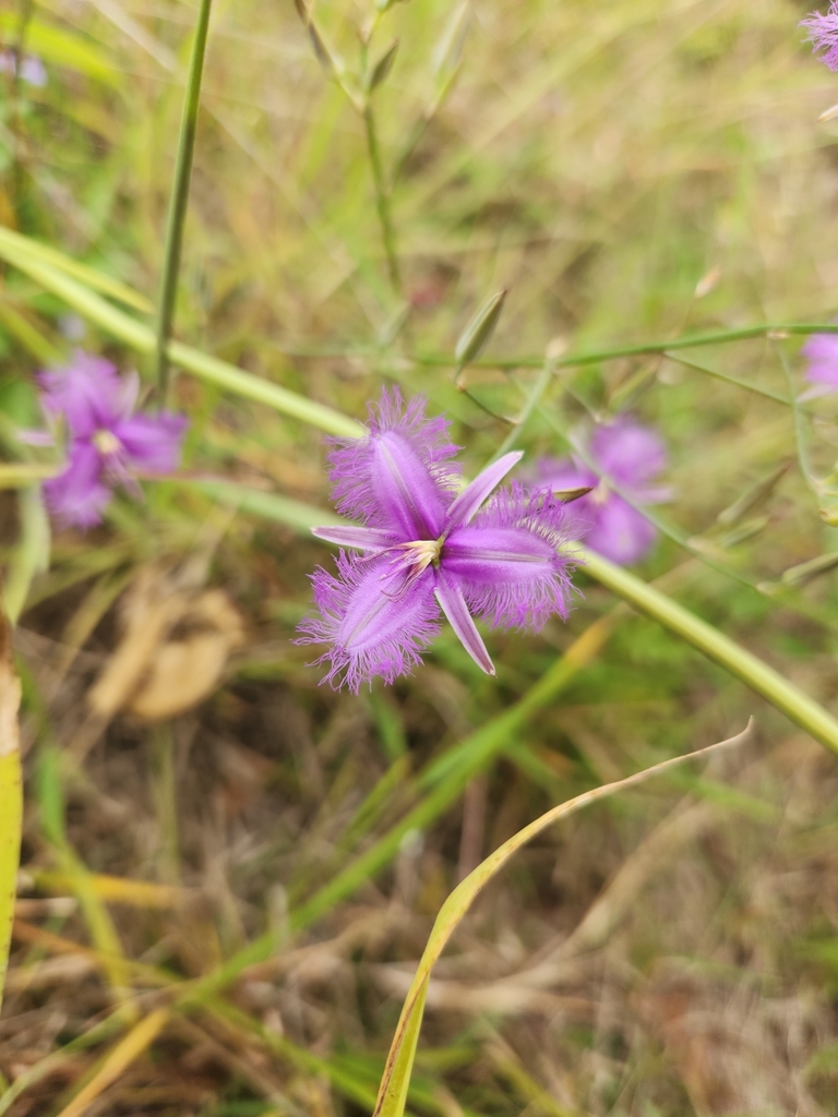 Fringe-lilies from Gracemere QLD 4702, Australia on October 1, 2024 at ...