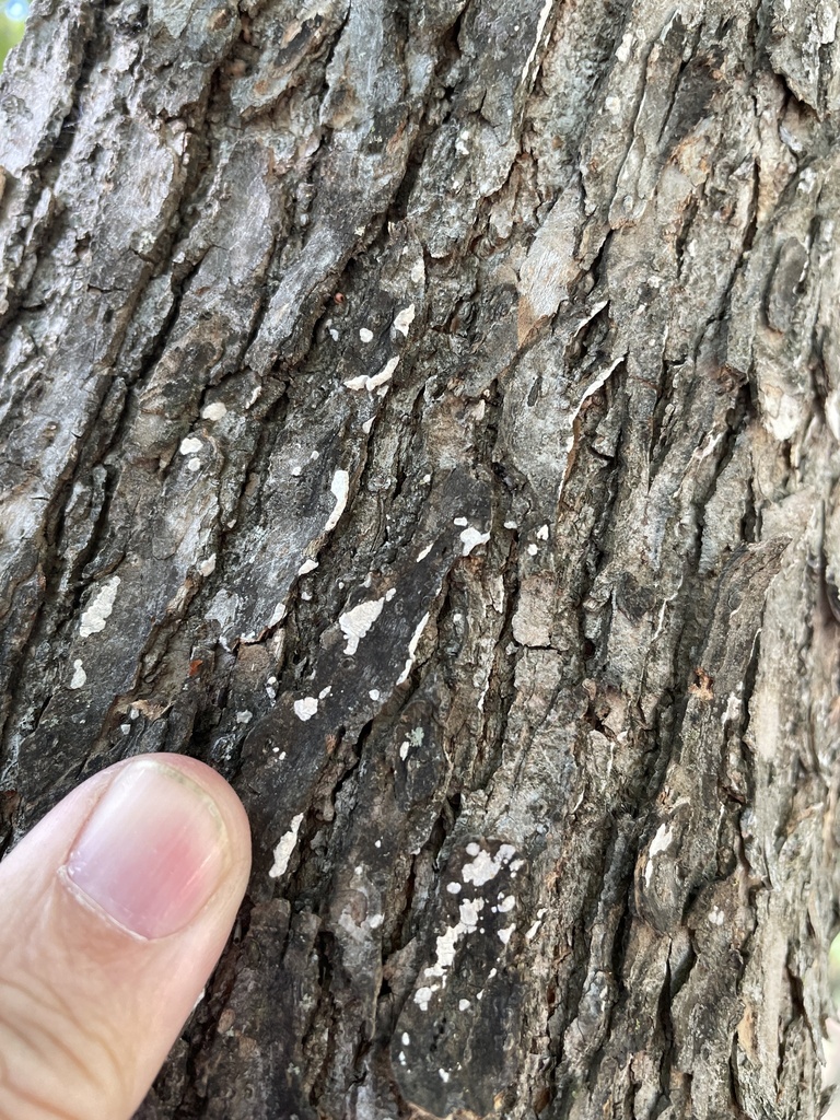 Dendrothele jacobi from Woodland Park Blvd, Arlington, TX, US on ...