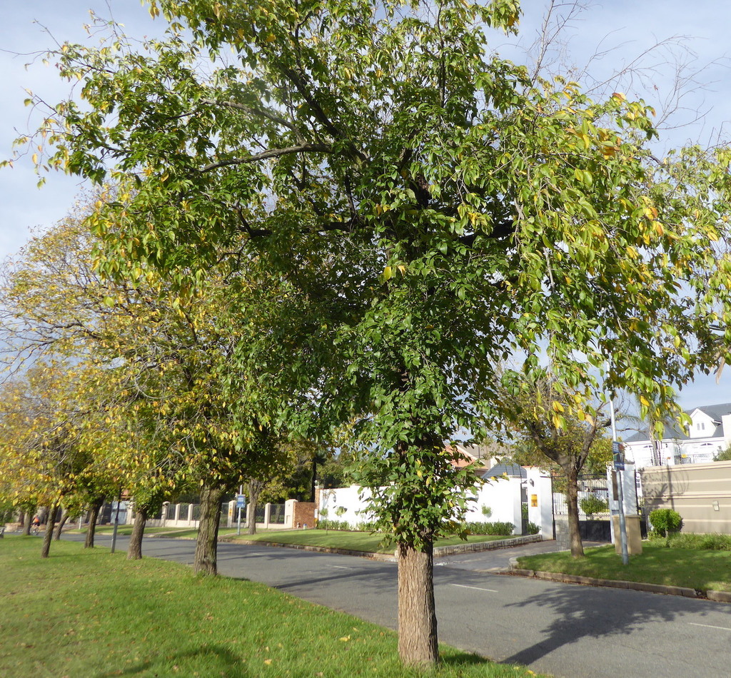 American elm from Westdene, Benoni, 1501, South Africa on April 08 ...