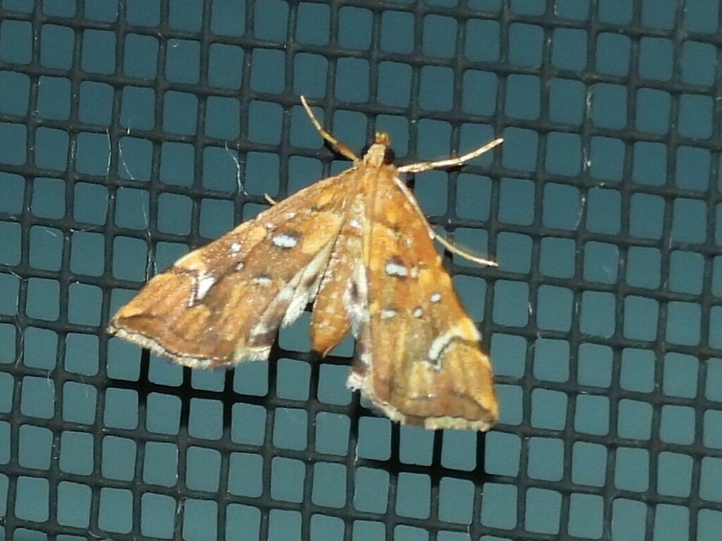 Golden-brown Fern Moth from Coomba Park NSW 2428, Australia on October 1, 2024 at 08:27 PM by ...