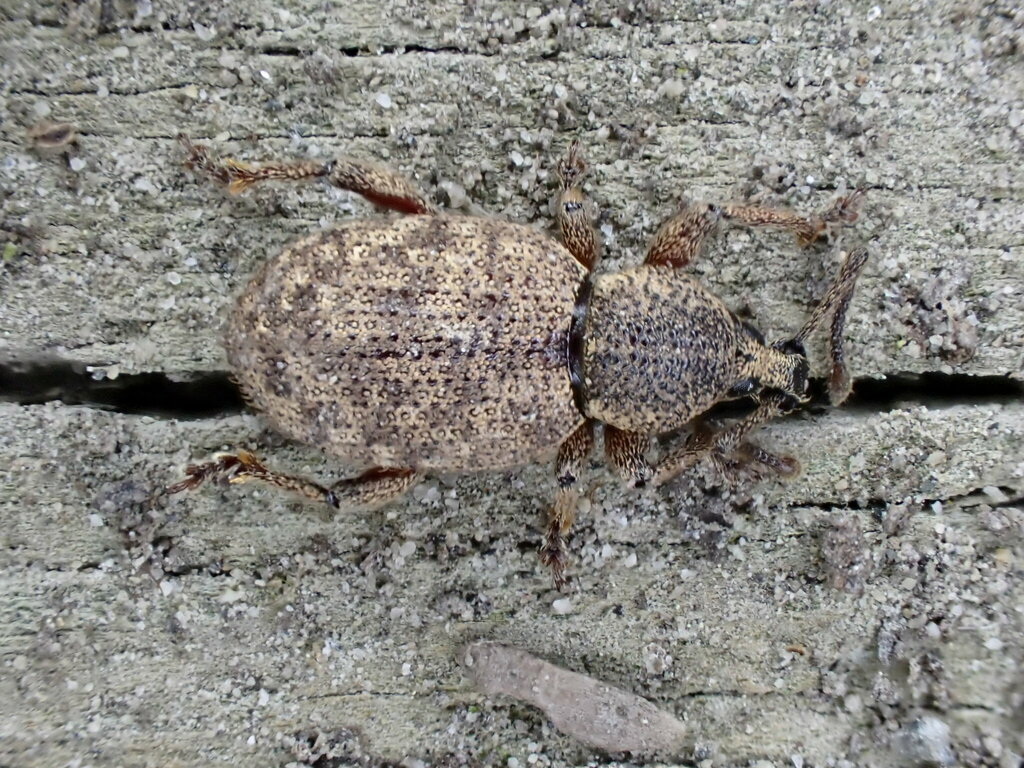 Clay-coloured Weevil from Ilam, Christchurch, New Zealand on October 1 ...