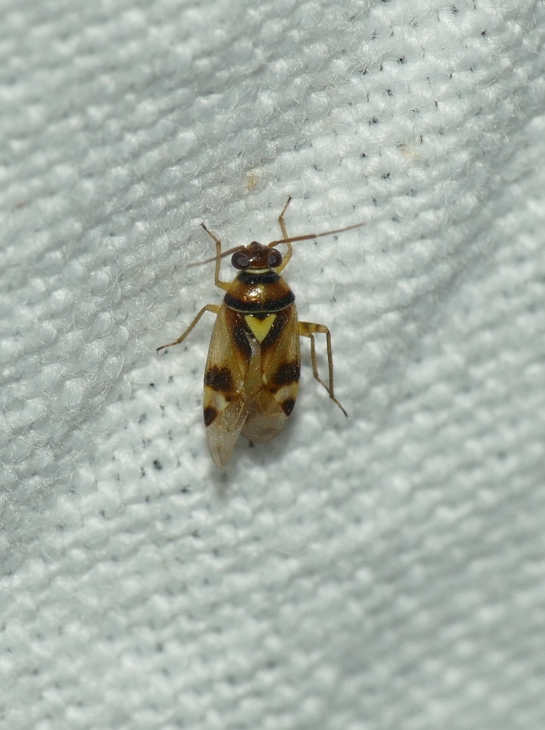 Kalm's plant bug from Propriano, France on August 4, 2024 at 10:09 PM ...