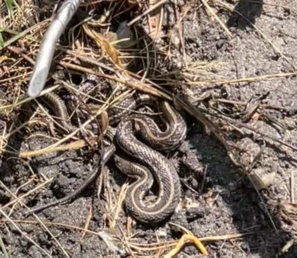 Common Garter Snake from S Bower Rd, Beaverville, IL, US on August 19 ...