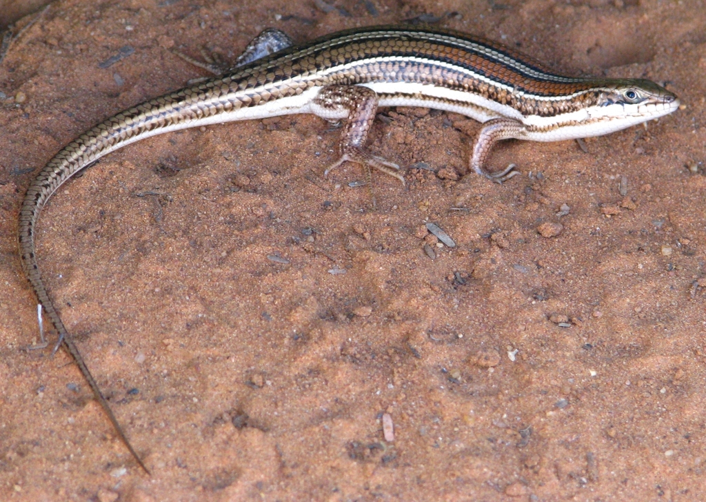 Western three-striped skink from Khomas Region, Namibia on March 21 ...