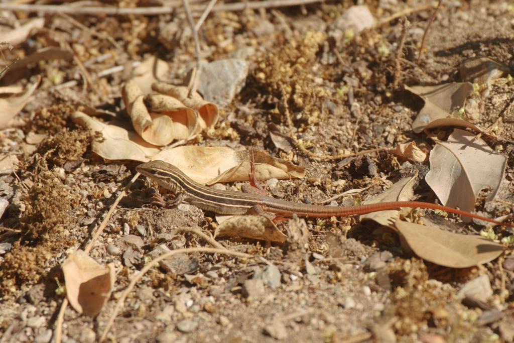 Huico moteado gigante de las Islas Marías (Reserva de la Biosfera Islas ...