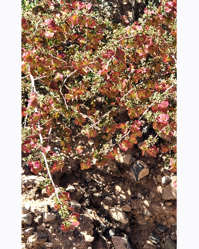 Bluebush from Angorigina SA 5730, Australia on September 6, 2024 at 01: ...