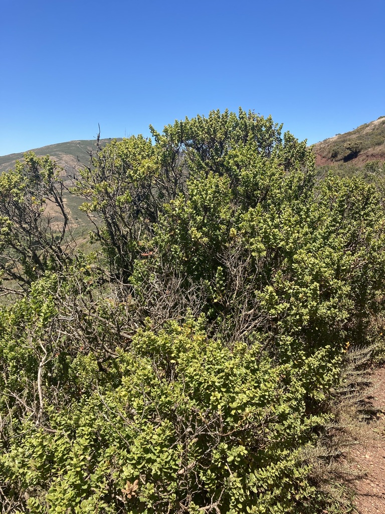 Chaparral Coyote Brush from Marin County, CA, USA on July 25, 2023 at ...