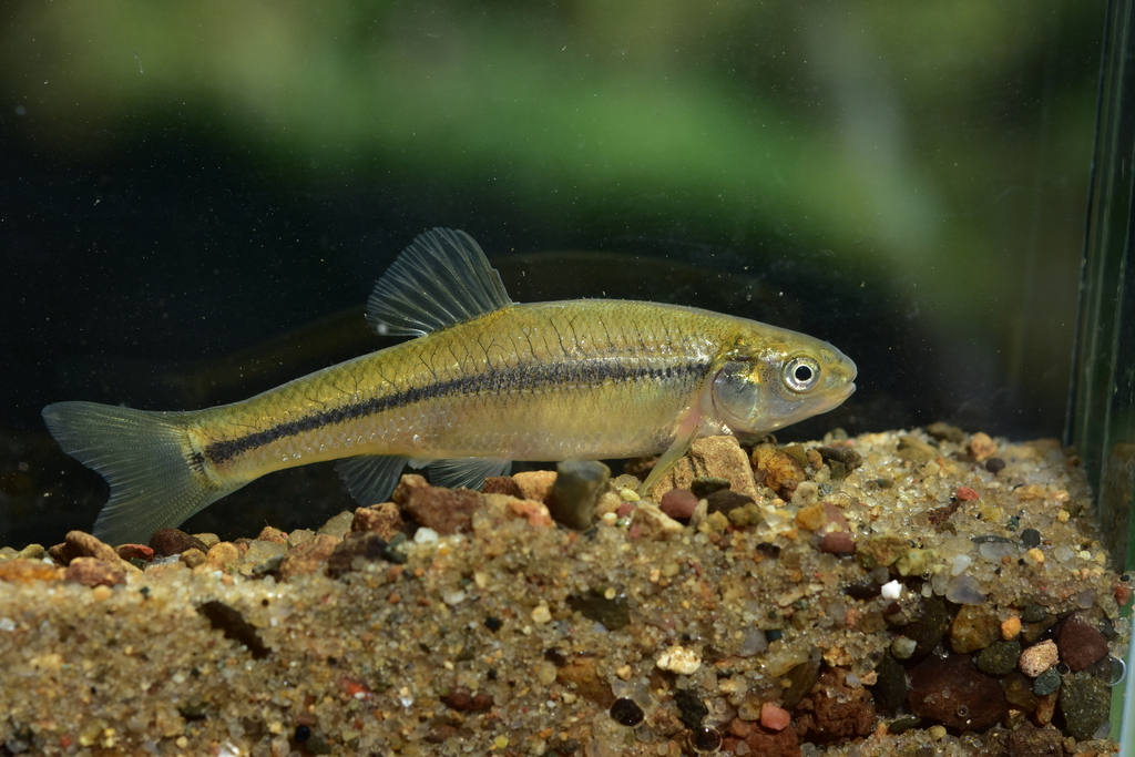 Fathead Minnow from Jones County, IA, USA on October 01, 2024 at 11:37 ...