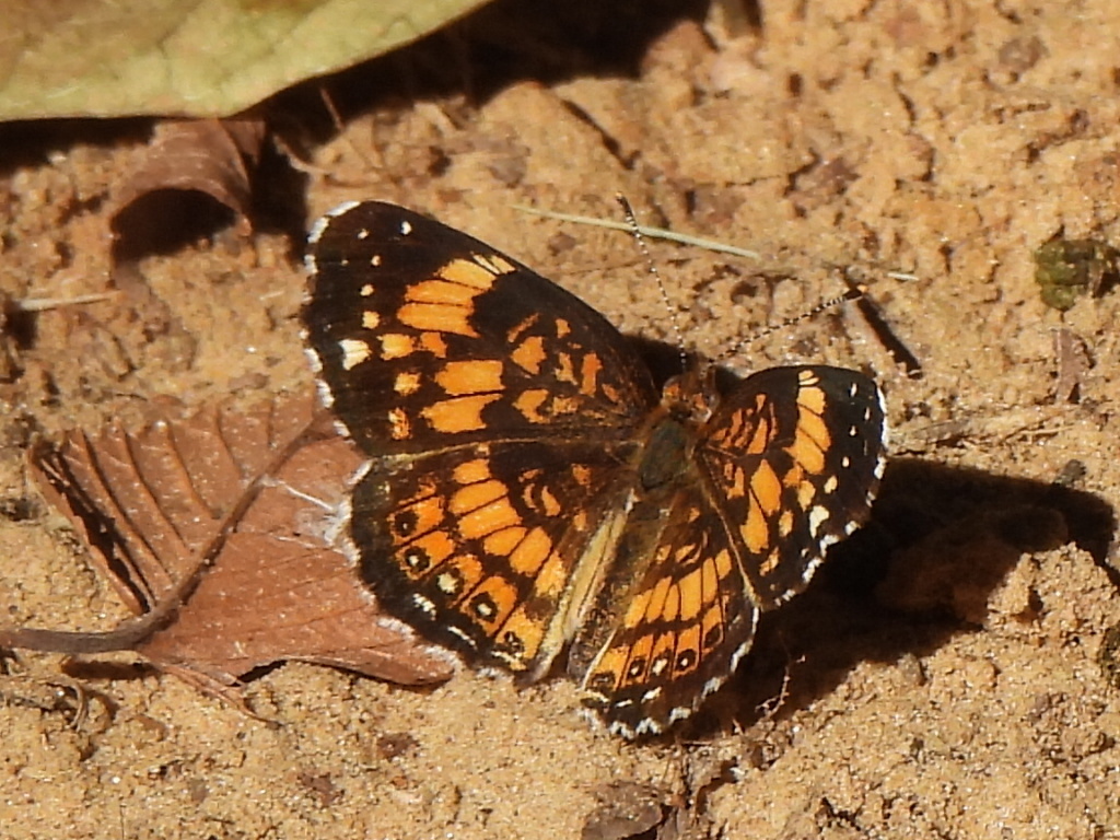 Silvery Checkerspot from West Arlington, Arlington, TX, USA on October ...