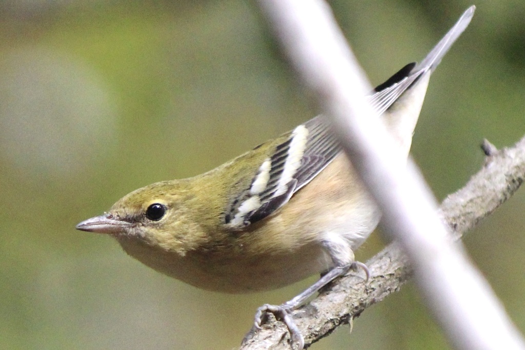 Bay-breasted Warbler from Coal Miners Heritage Loop, Blacksburg, VA, US ...
