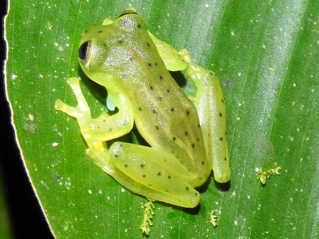 Emerald Glass Frog from Puntarenas Province, Costa Rica on June 26 ...