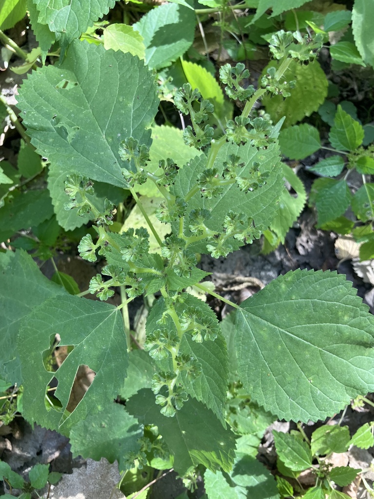 wood nettle from Fort Snelling State Park, Saint Paul, MN, US on ...