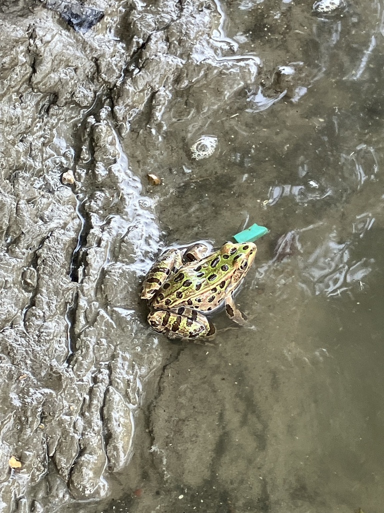 Northern Leopard Frog from Mississippi River, Saint Paul, MN, US on ...