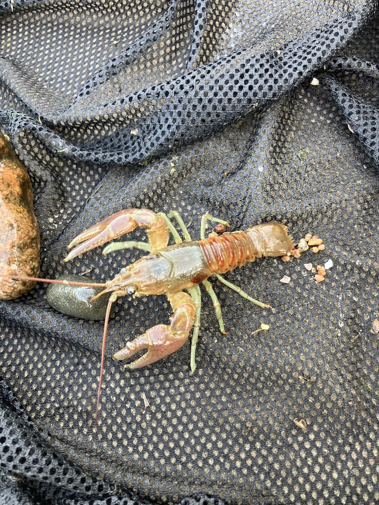 Rusty Crayfish from Mississippi River, Saint Paul, MN, US on October 1 ...