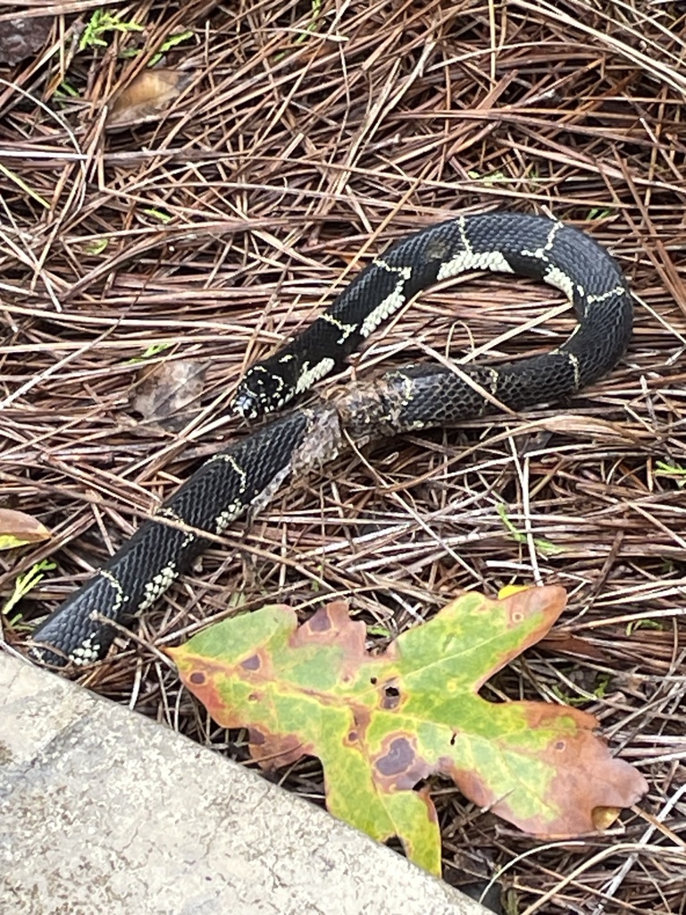 Kingsnakes and Milk Snakes from Prado Terr, Roswell, GA, US on October ...