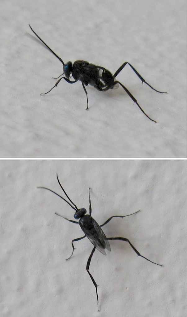 Evania appendigaster (Tenerife Hymenoptera) · iNaturalist
