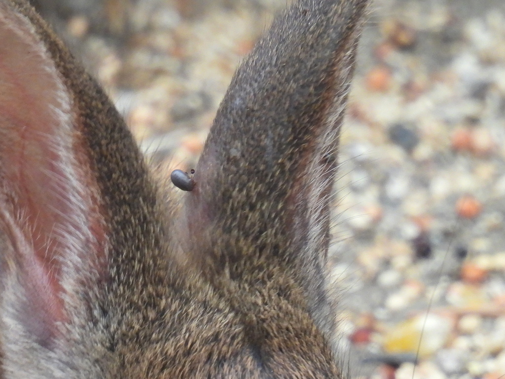 Rabbit Tick from El Granada, CA, USA on August 27, 2024 at 10:08 AM by ...