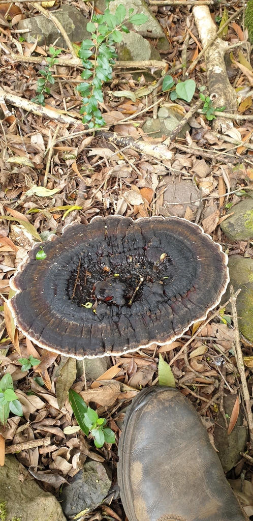 red-staining stalked polypore from Maleny QLD 4552, Australia on ...