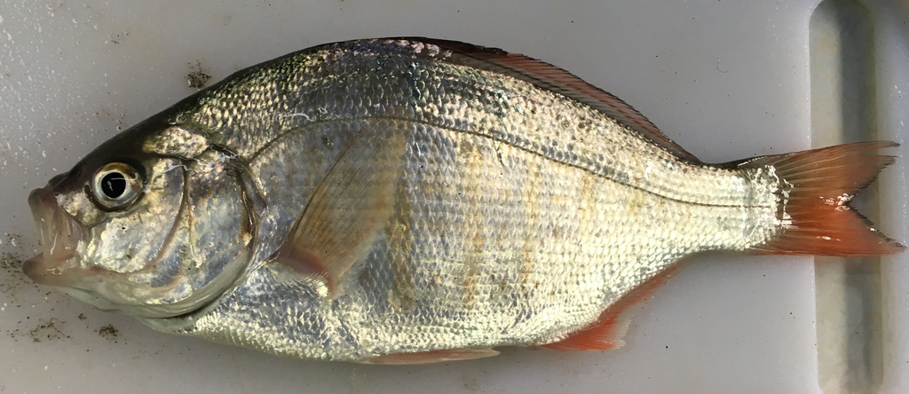 (Amphistichus) - Marine Life Identification