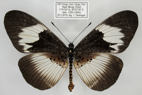 Acraea macaria · iNaturalist Ecuador