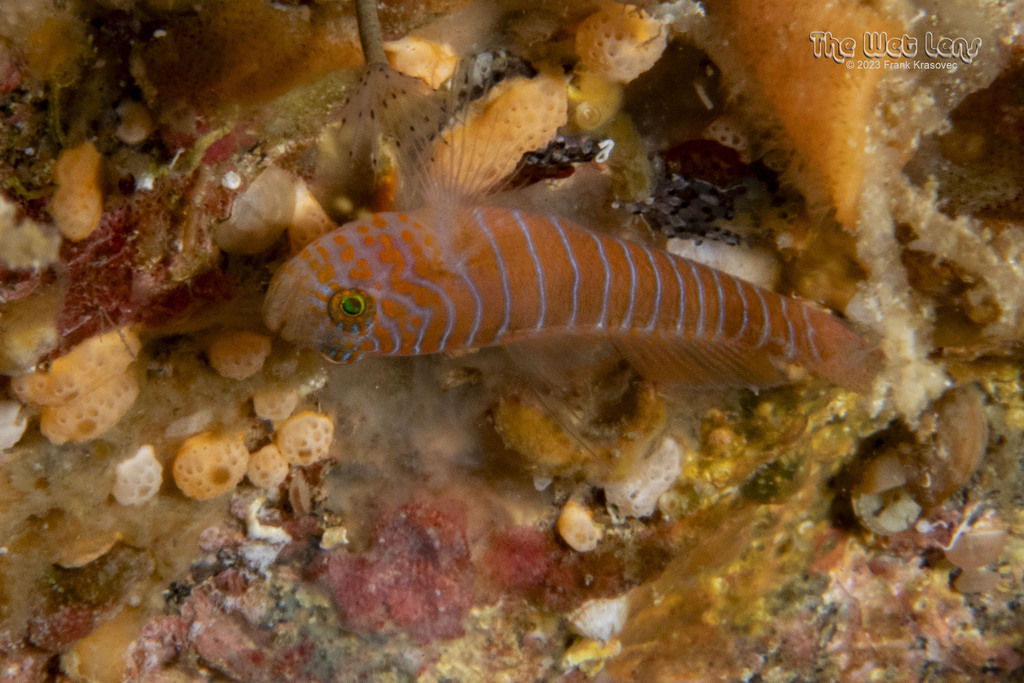 Gorgeous goby from Archipiélago de San Lorenzo, Ensenada, Baja ...