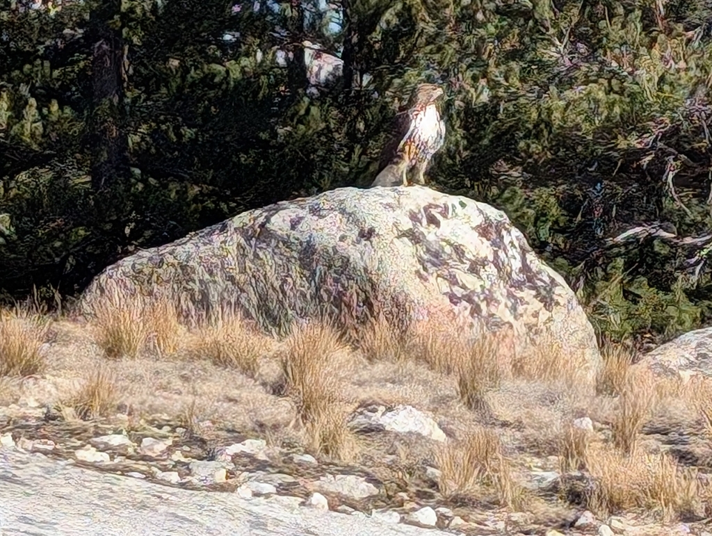 Red-tailed Hawk from California Section H, Wawona, California, US on ...