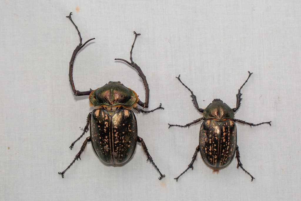 Cheirotonus peracanus from MCM Nature Discovery Villa (Stephen's Place ...