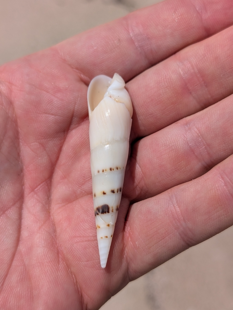 Hastula hectica from Iron Range QLD, Australia on September 30, 2024 at ...