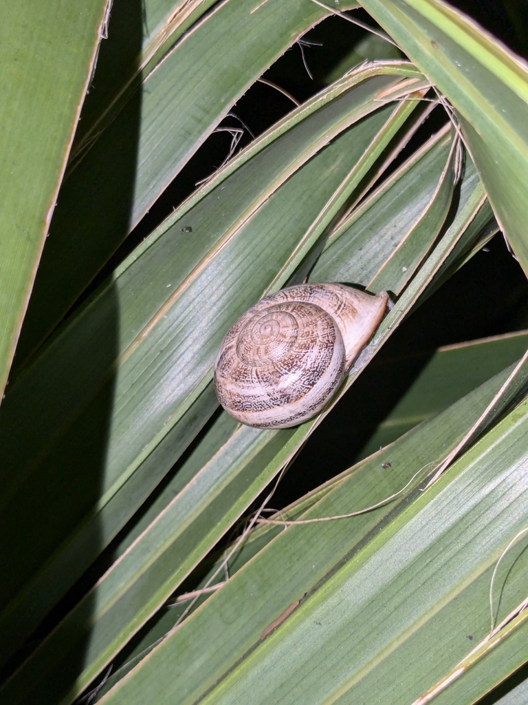 Milk Snail from Opposite Paraquet Restaurant, Bermuda on September 29 ...