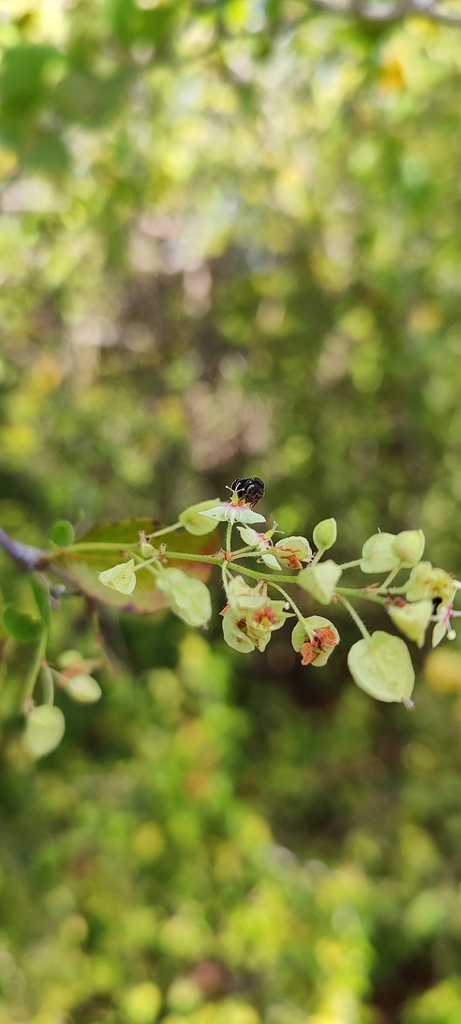Mexican Pitted-Stingless bee from Mérida, Yuc., México on December 29 ...