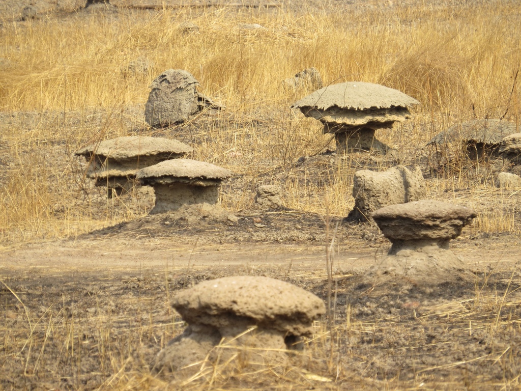 Cubitermes from Koundara, , Koundara, GN on February 07, 2019 at 03:24 ...