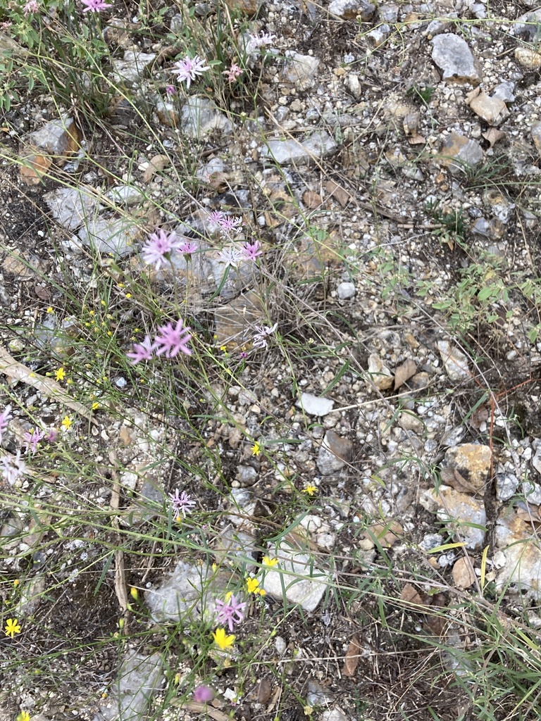 Small Palafox from County Road 310, Cleburne, TX, US on October 1, 2024 ...